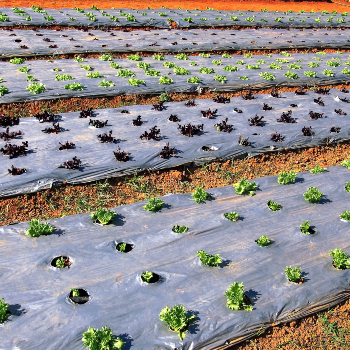 Bioplastic film boosts circular bioeconomy