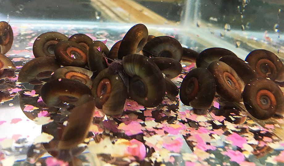 Snail genome analysis could help eliminate transmission of deadly ...