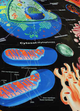 Biomedical Sciences | Brunel University London